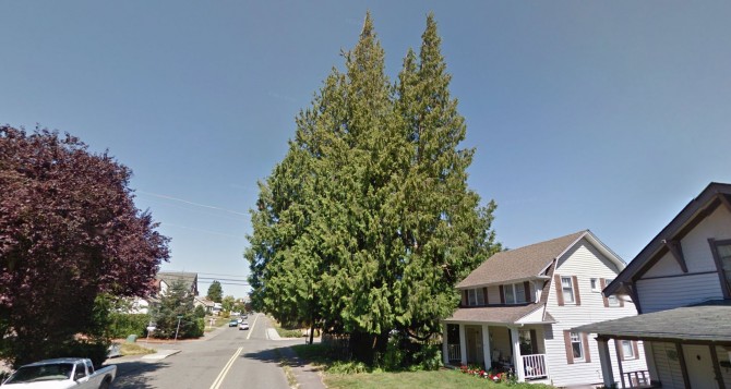 Giant Cedar Tree Repurposed as a Little Free Library